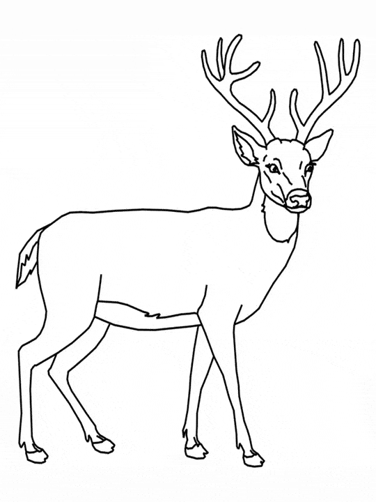 Deer coloring page - Animals Town - Free Deer color sheet Deer coloring page - Animals Town - Free Deer color sheet