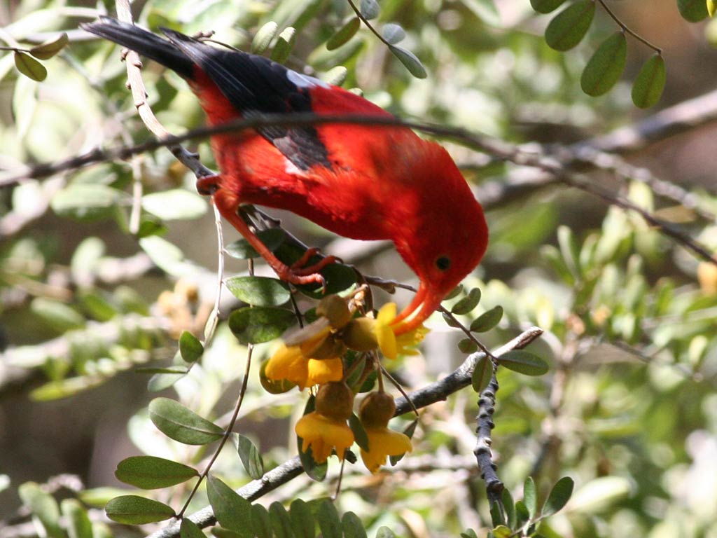 I'iwi Wallpaper - Animals Town