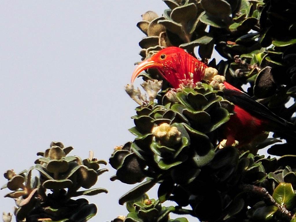 I'iwi Wallpapers - Animals Town