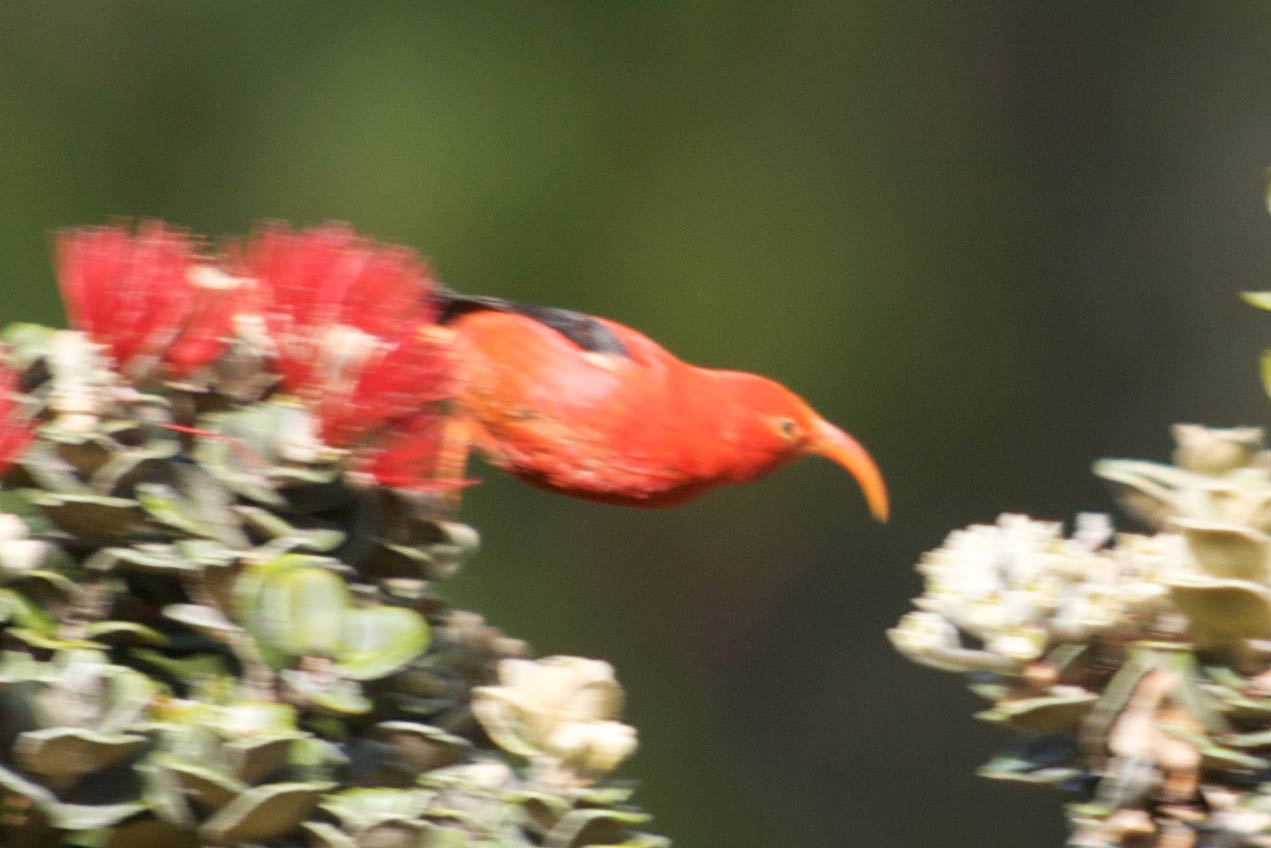 Free I'iwi Wallpaper download - Animals Town