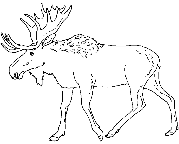 Moose coloring page - Animals Town - Animal color sheets Moose picture Moose coloring page - Animals Town - Animal color sheets Moose picture